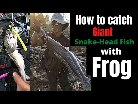 How to catch Giant Snakehead Fish with Frog - YouTube