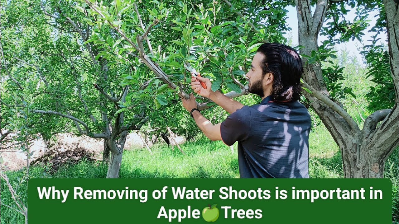 Why Removing of water Shoots is important in Apple Tree🍎Bud building ...