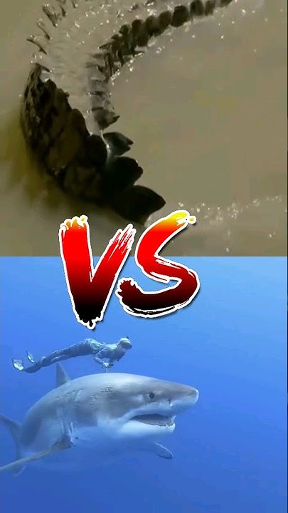 Cocodrilo de agua salada Vs Tiburón Blanco, ¿Quién gana? - YouTube
