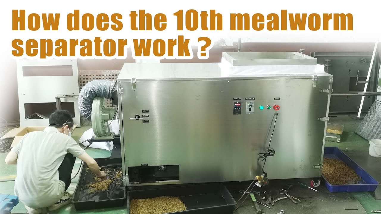 Yellow Mealworm Sifter Working Video, Upgrading the Efficiency of ...