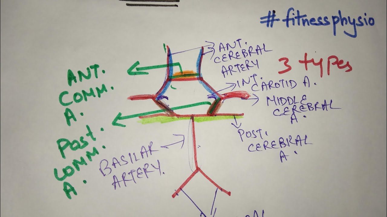 CIRCLE OF WILLIS (Brain Blood Supply) |Easy Explanation| √SIMPLIFIED ...