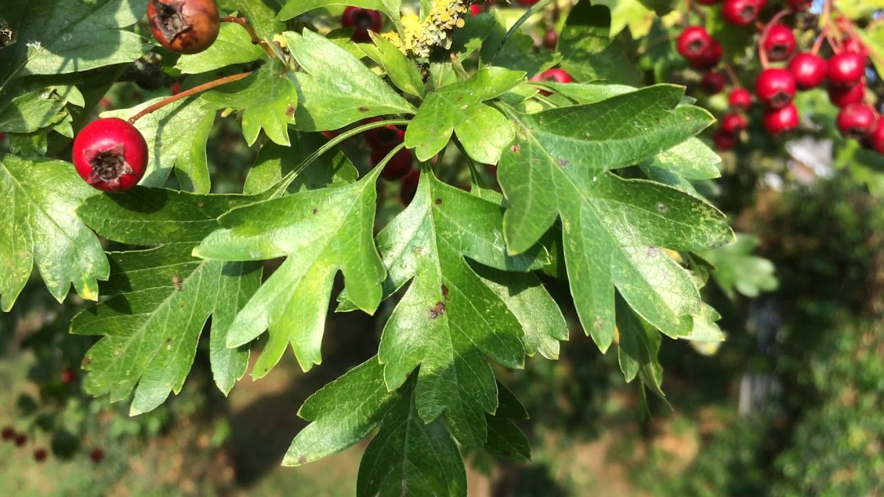 Common Hawthorn (Crataegus monogyna) - leaves close up - September 2017 ...