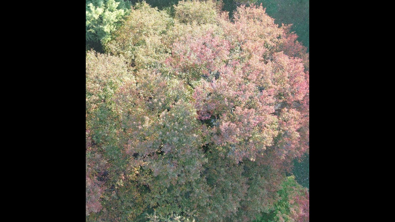 Changing colors trees Made with Clipchamp - YouTube