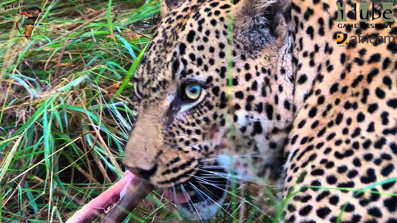 Leopard Feeding - YouTube