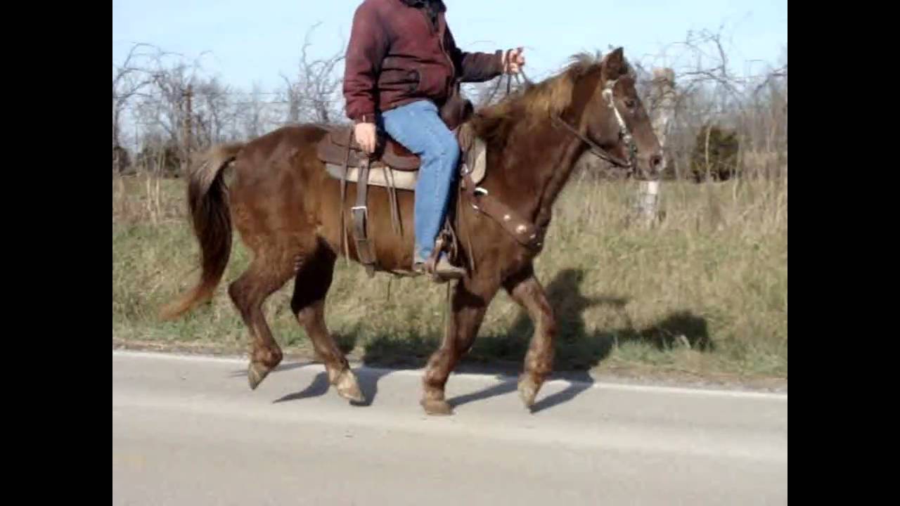 WELL BROKE PONY - YouTube