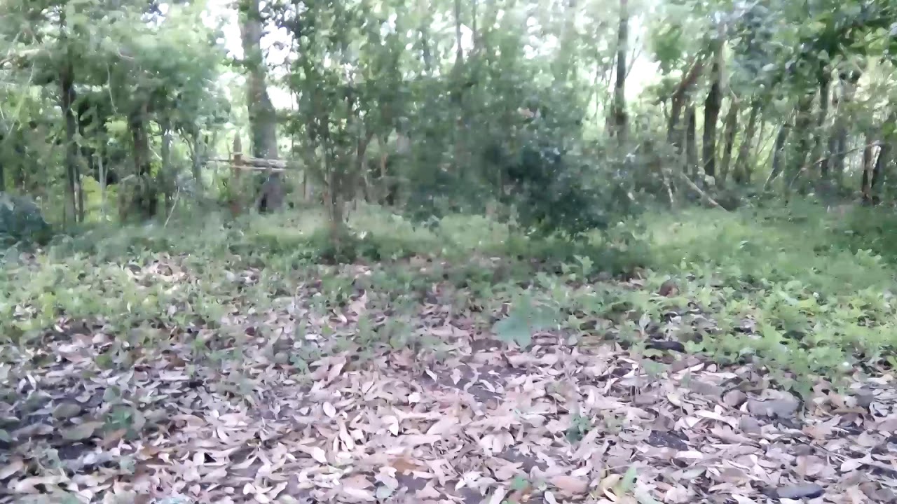 Penampakan suku mante mengejar suku mante aceh - YouTube