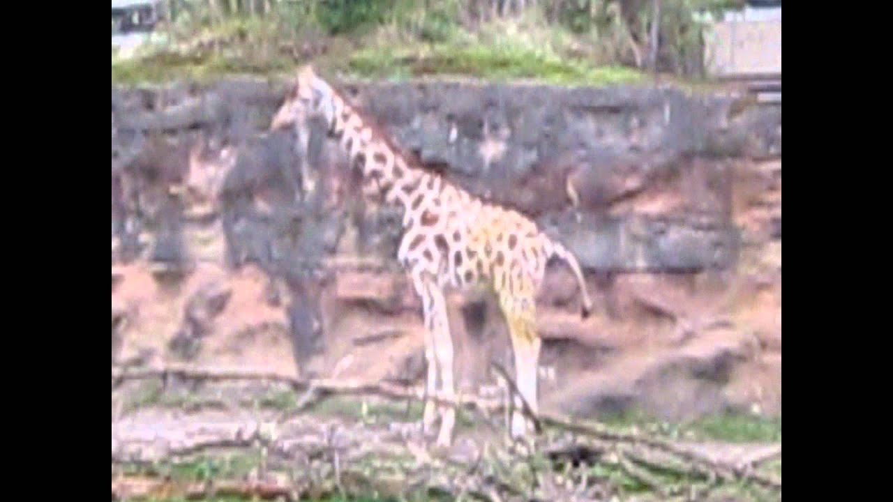 Pooping giraffe vid.wmv - YouTube