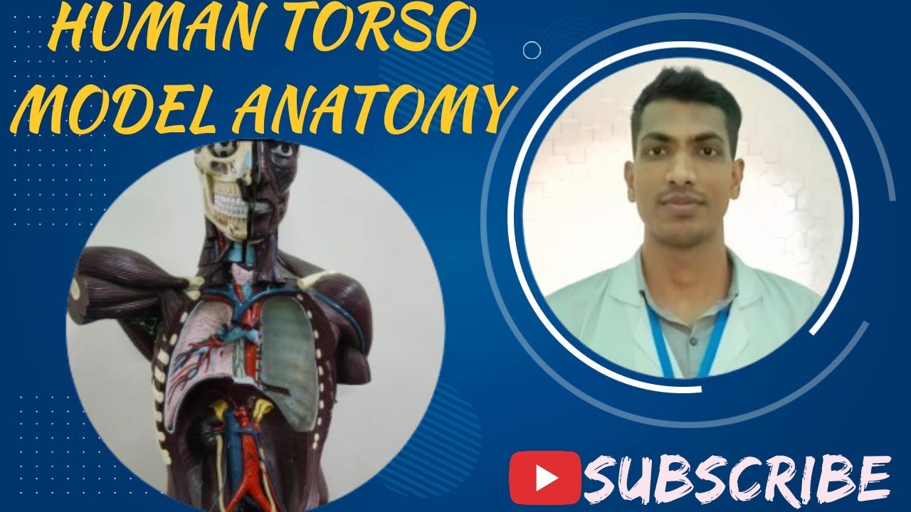 Torso Model Bangla Demo #anatomy #prof #mbbs #viva #bones - YouTube