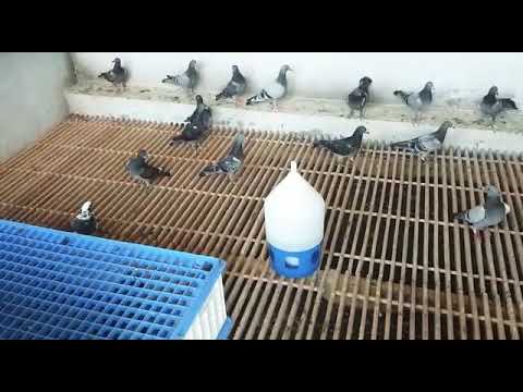 Hamam Zajil 2018 - YouTube