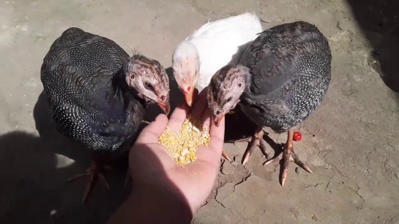 VEJA O CRESCIMENTO DAS ANGOLAS!! GUINÉ,COCÁ,CAPOTE,TÔ FRACO! - YouTube