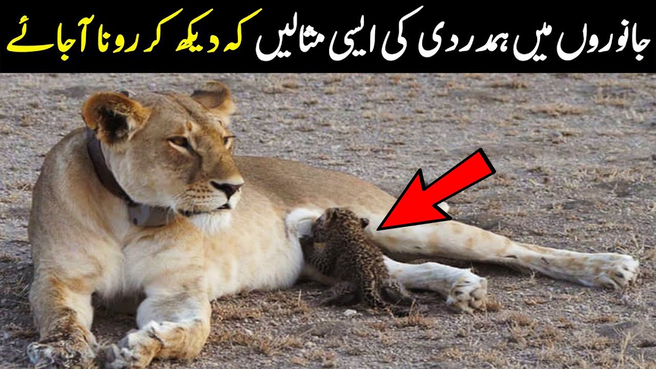 Act Of Kindness In Animals That Will Melt Your Heart | Animals Help ...