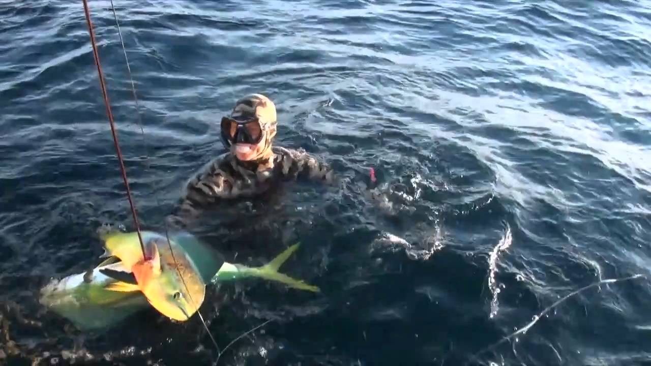 Spearo Australia spearfishing Sydney Fad - YouTube