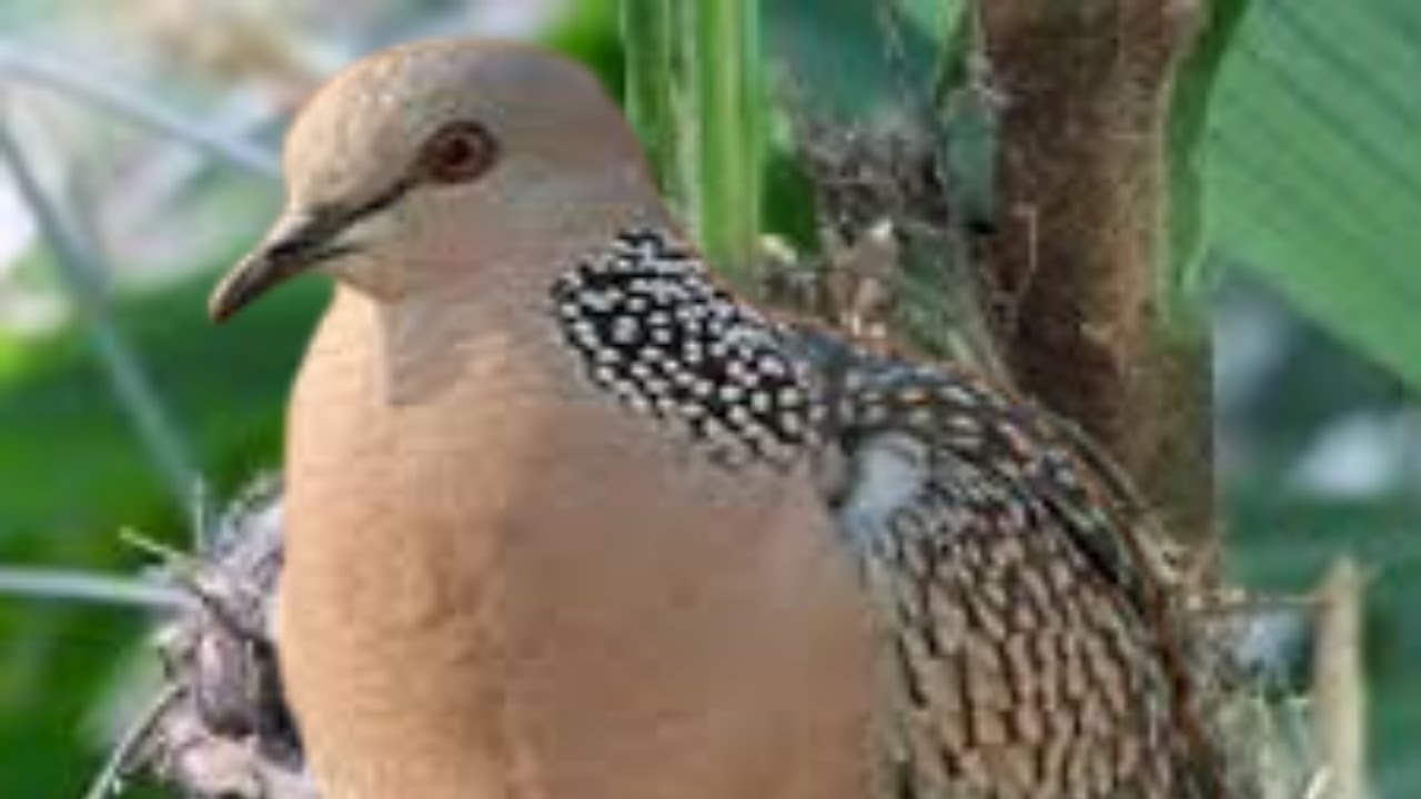 𝐁𝐮𝐫𝐮𝐧𝐠 𝐓𝐞𝐤𝐮𝐤𝐮𝐫 𝐉𝐚𝐯𝐚𝐧𝐞𝐬 𝐝𝐢 𝐀𝐥𝐚𝐦 𝐋𝐢𝐚𝐫 (ᴶᵃᵛᵃⁿᵉˢˢ ᵗᵘʳᵗˡᵉᵈᵒᵛᵉ ⁱⁿ ᵗʰᵉ ʷⁱˡᵈˢ ...