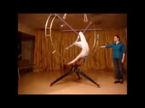 Contortion And Flexibility Demo - YouTube