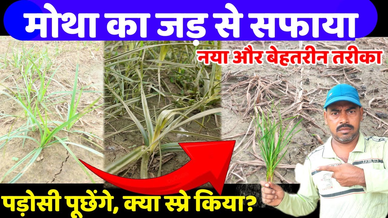 मोथा घास को जड़ से खत्म करने की 100% गारेंटी | motha ghas ko khatm ...