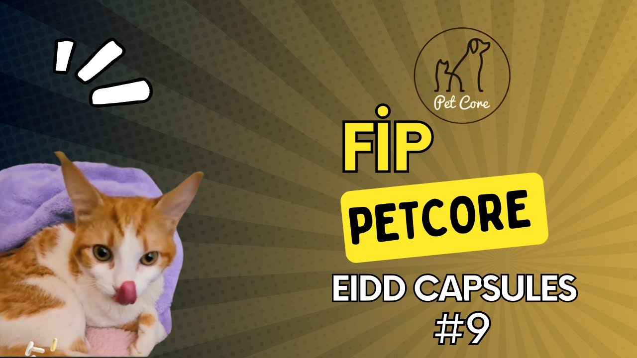 Our Cat with Fip Healed with PetCore | EIDD Capsules #9 - YouTube