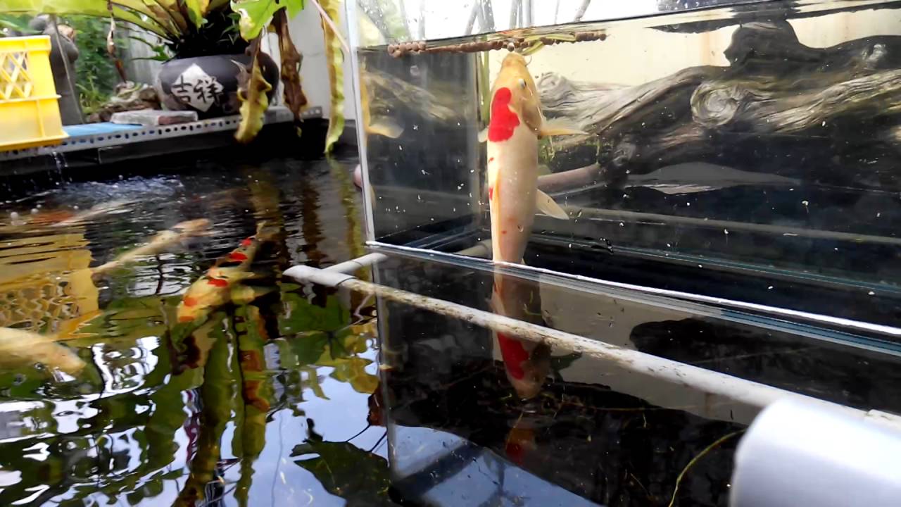 2016年6月15日 fish tower test - YouTube