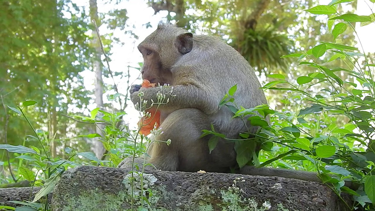 Monkey Toro in the jungle | Wildness Monkey - YouTube
