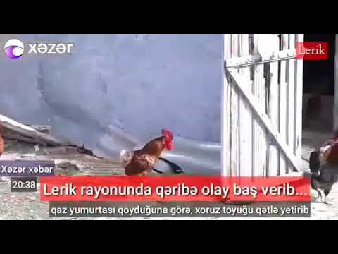 Xoruz toyugu qətlə yetirib