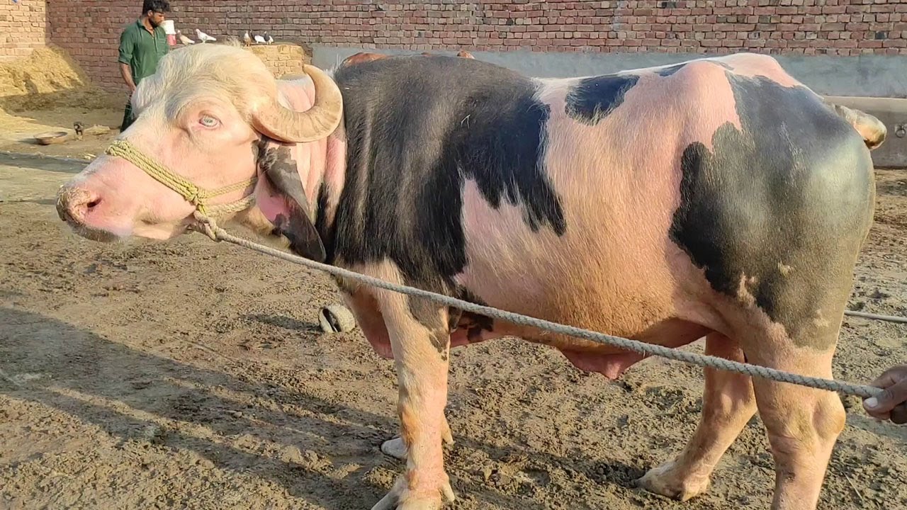 Ek Or Katta Agaya 😍😍 | Ablak katta | | SS Tv Cattle Farm | - YouTube