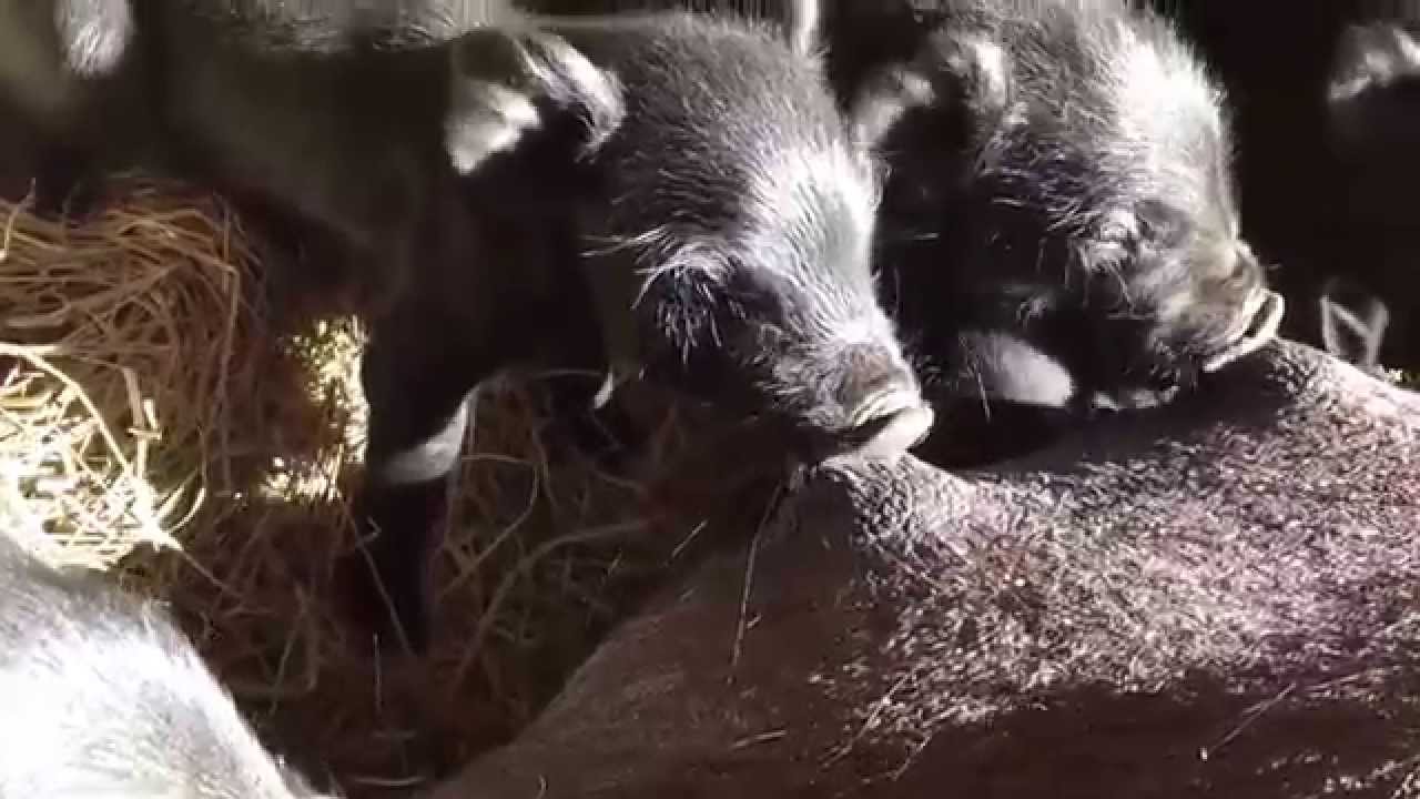 American Guinea Hogs (AGH): Nursing piglets! - YouTube