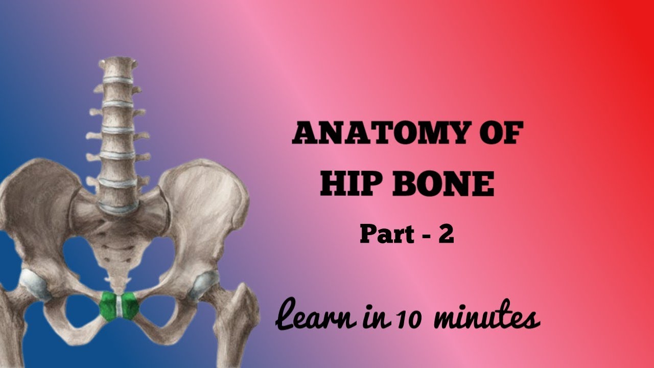Anatomy of Hip Bone | Part-2 | Pubis - YouTube