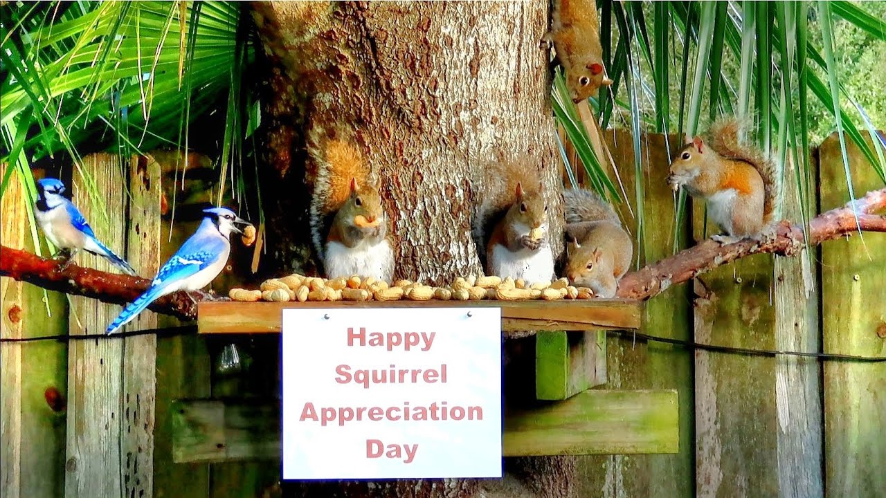Squirrel Appreciation Day Party - YouTube