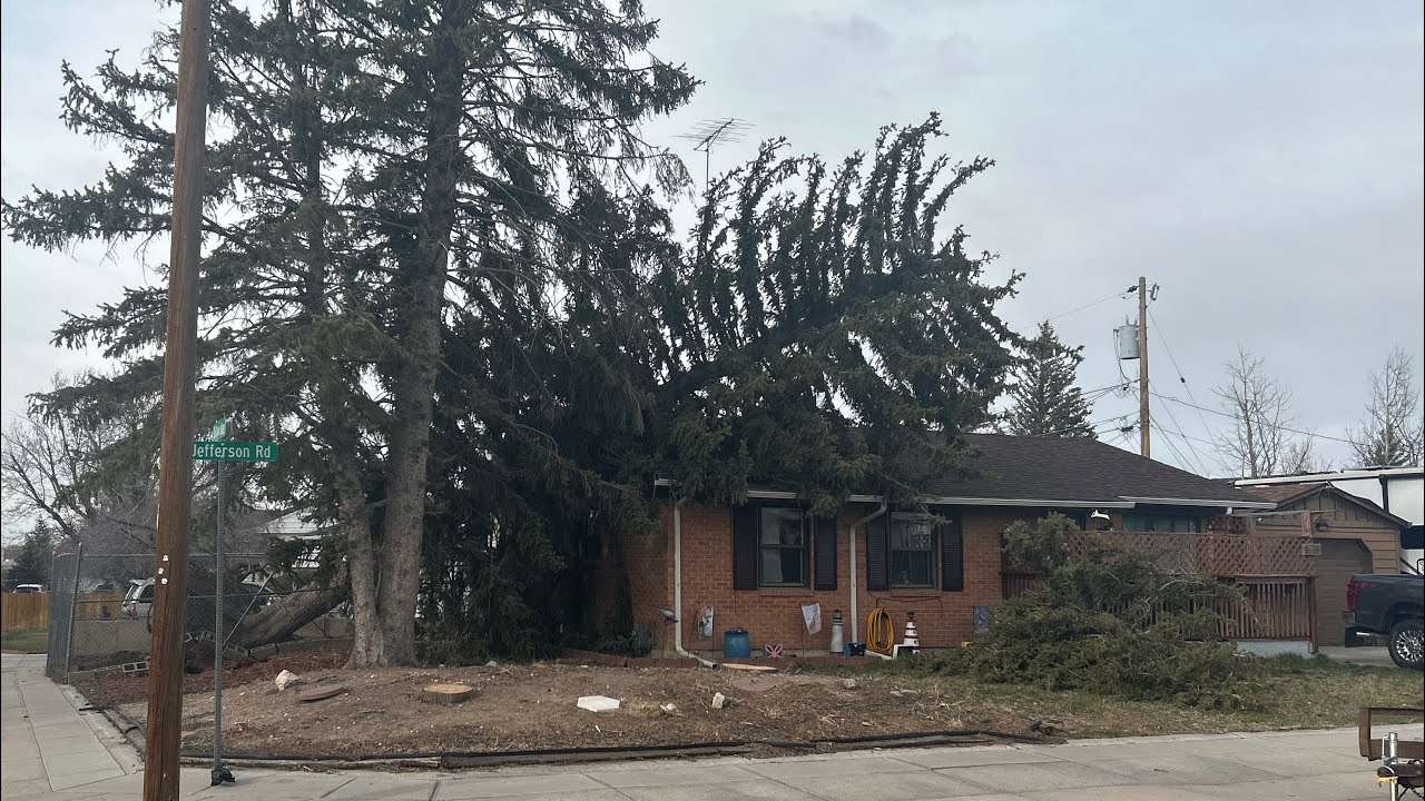 tree on house - YouTube