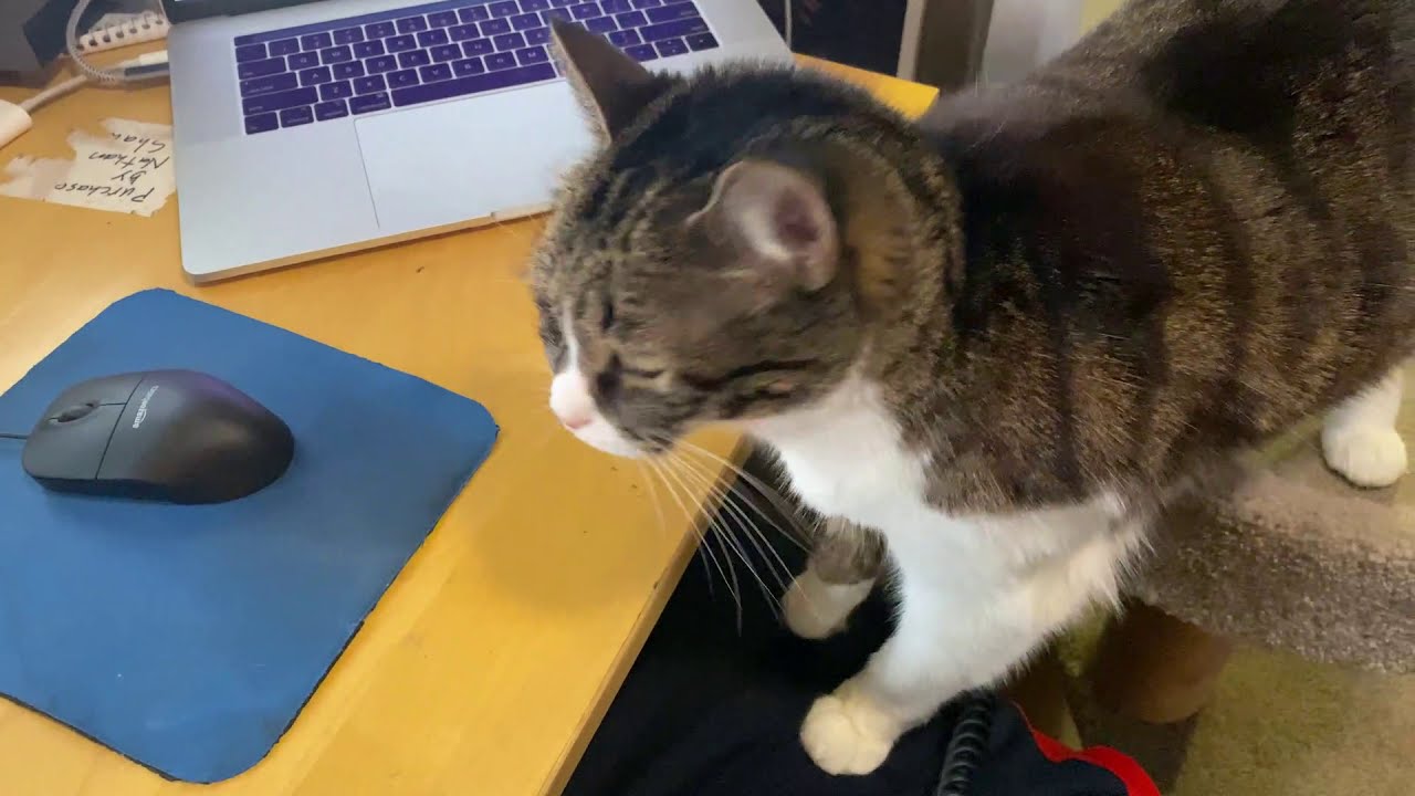 The BEST Cat EDITOR in the WORLD!! - YouTube