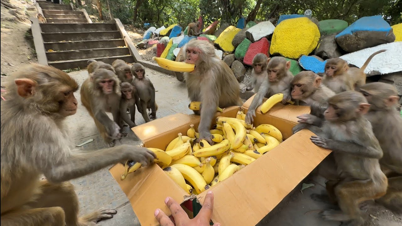 At the end one monkey carry four banana its a amazing clip - YouTube