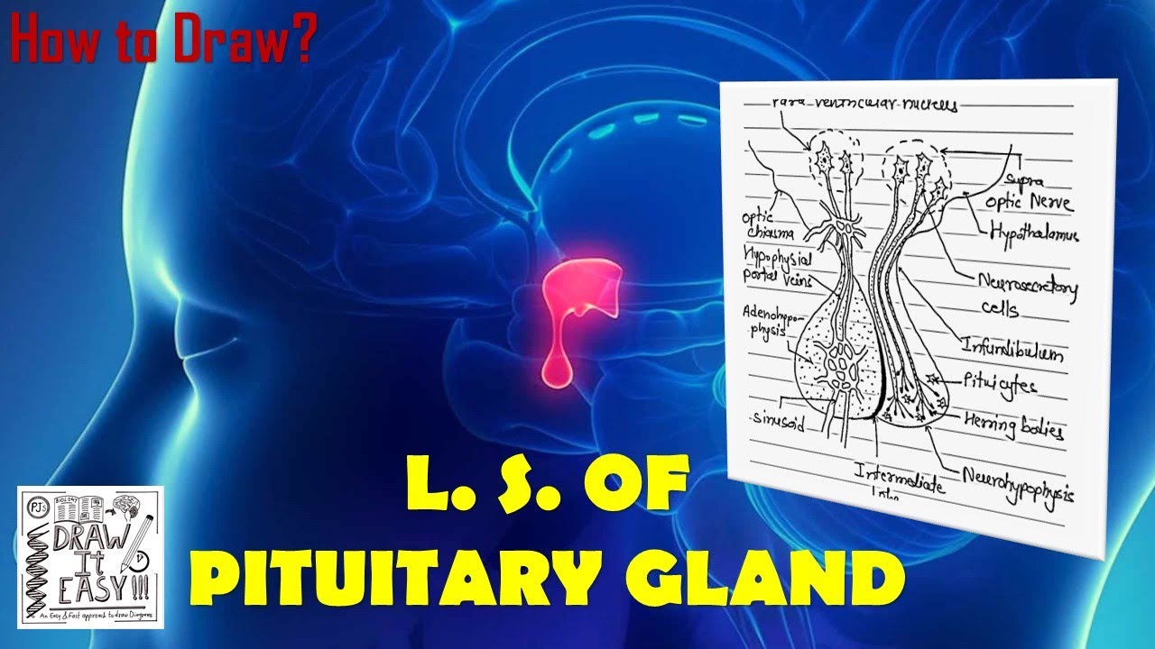How to Draw L. S. of Pituitary Gland (Hypophysis) | Class 12 | biology ...