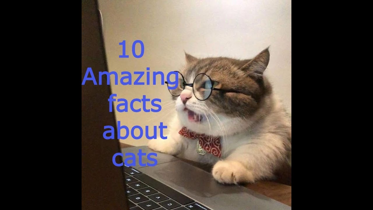10 Amazing Facts about cats | Be Productive | 2020 - YouTube