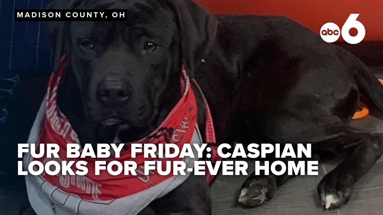 Fur Baby Friday: Adorable lab mix completes training and waits for his ...