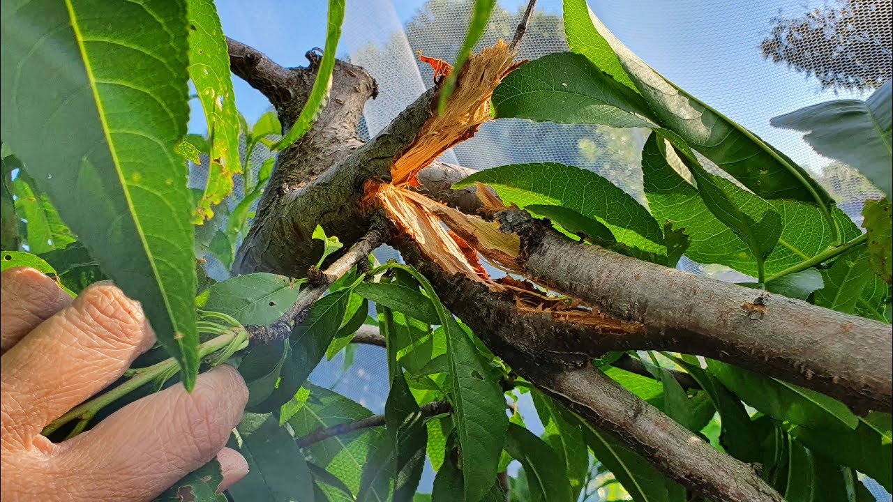 Snap the branch of my Peach tree - YouTube
