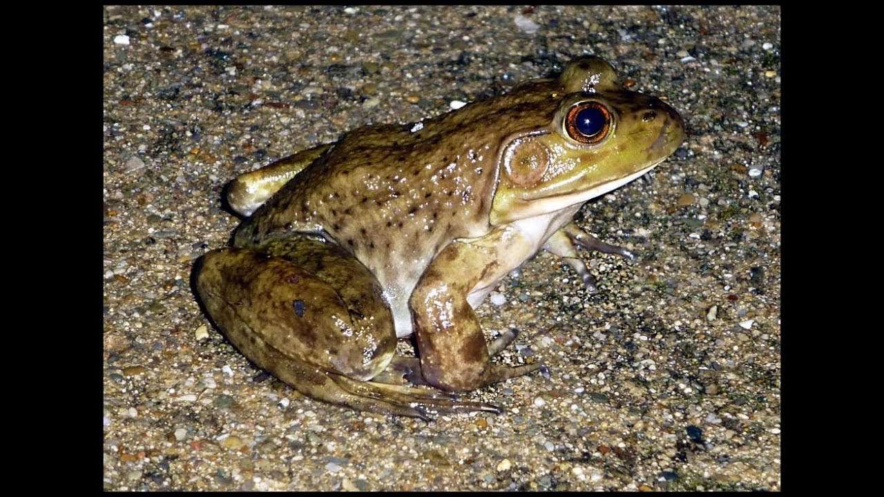 Fear of Frogs - YouTube