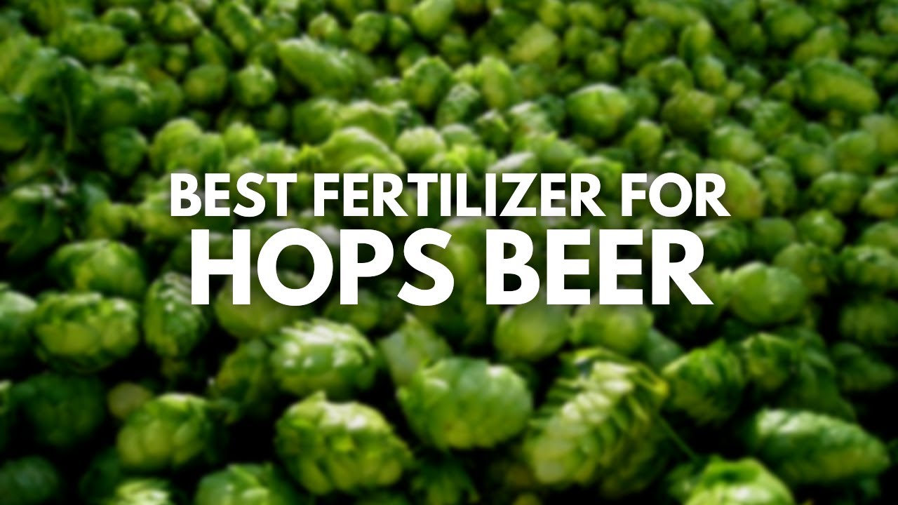 Best Fertilizer For Hops Beer │Top 5 Best Fertilizer For Hops - YouTube