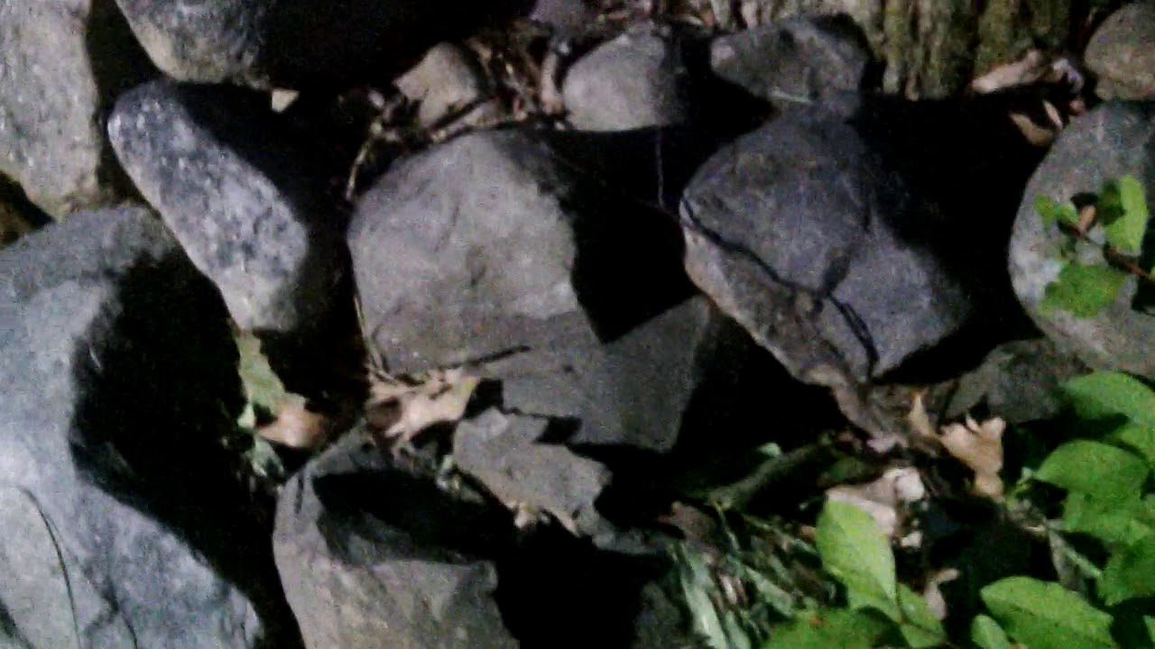 Strange Turtle found in the Woods - YouTube