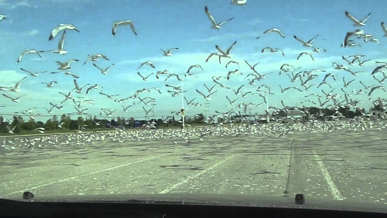 Driving through a swarm of ducks - YouTube
