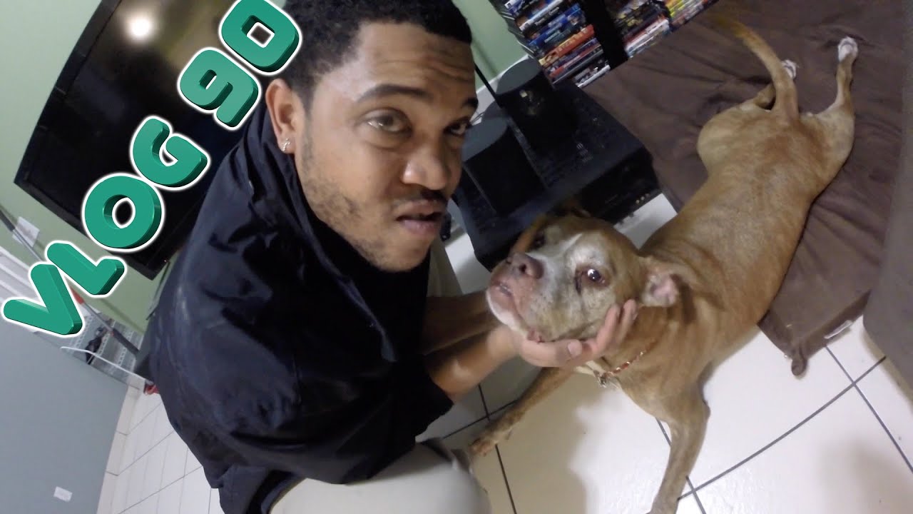 Pit Bulls & Thugs (VLOG 90) - YouTube