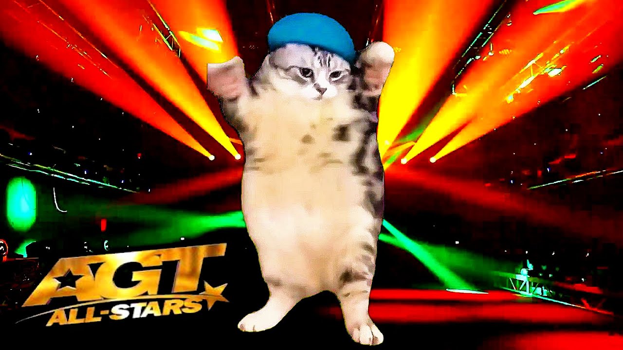 America's Got Talent * Funny Cat Meme - YouTube