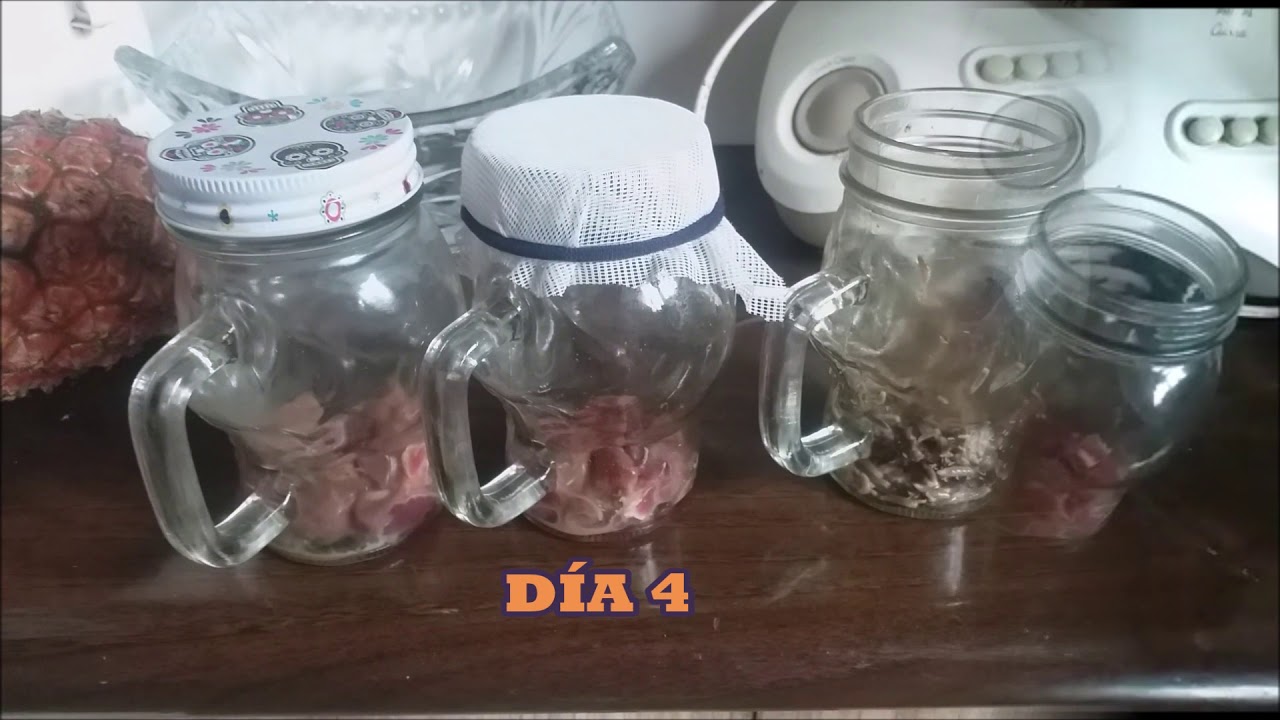 Experimento de Francesco Redi !!! - YouTube