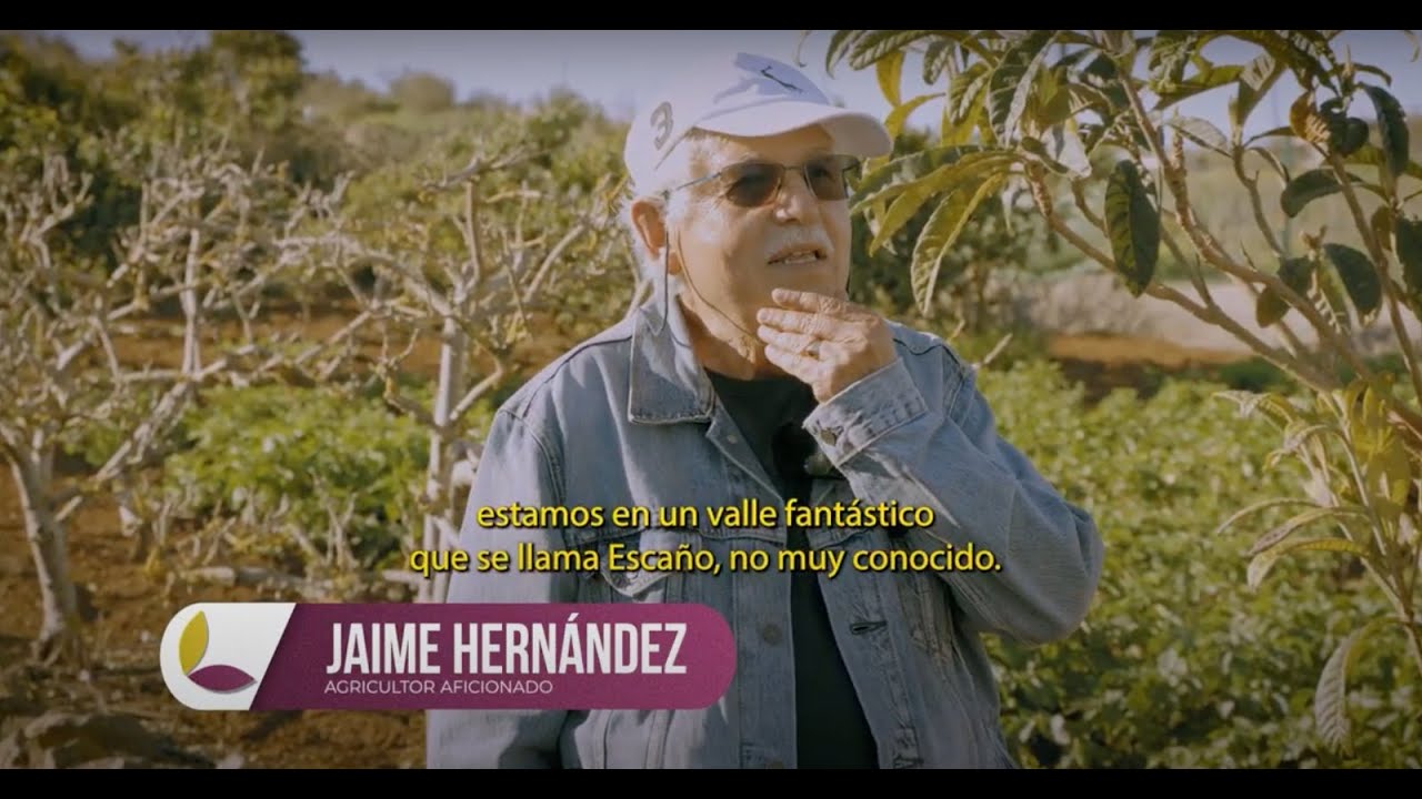 Experiencia de variedad de semilla de papa Rooster - YouTube