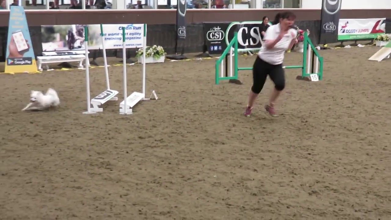 World Agility Open Championship WAO 2016 Gamblers - YouTube