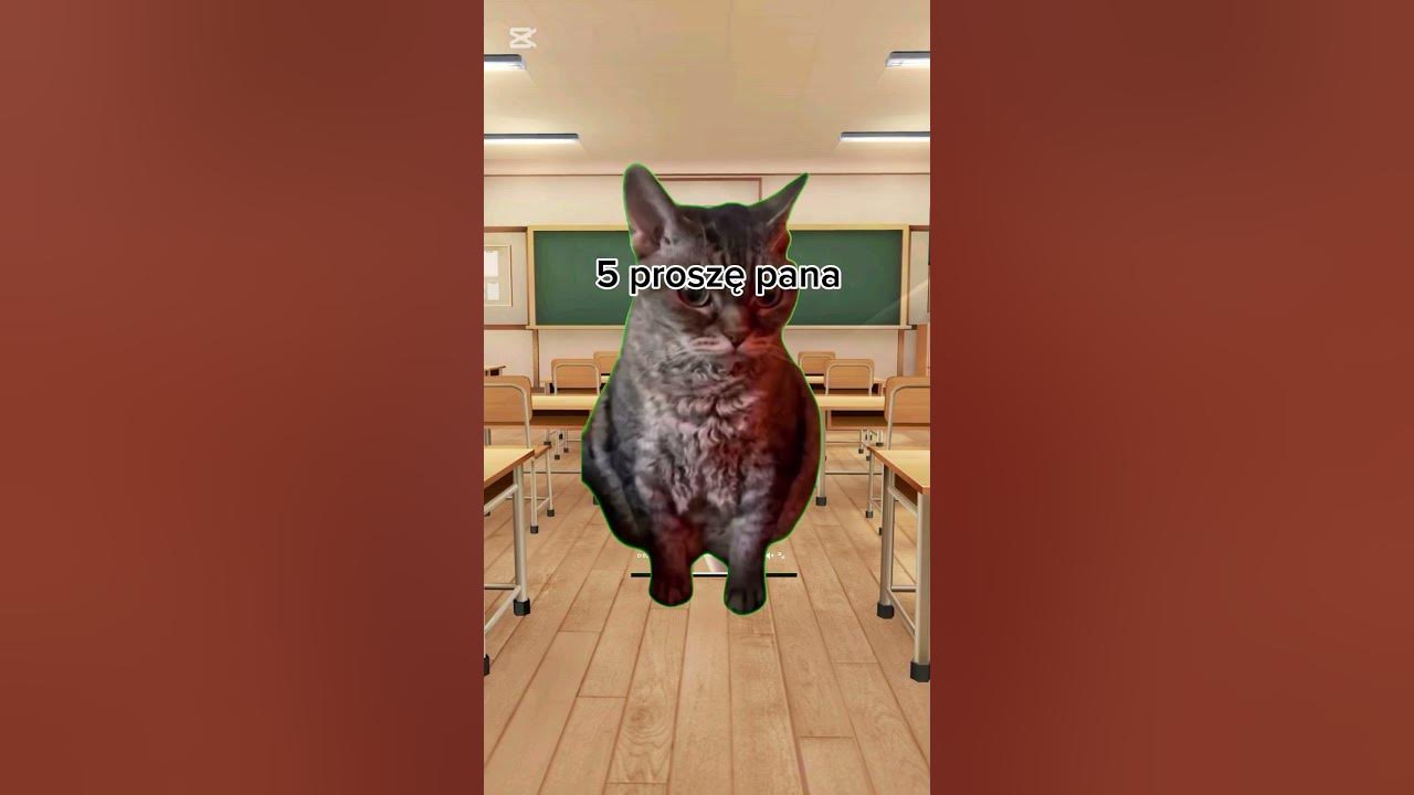 funny-cat-ile-to-5-5-youtube