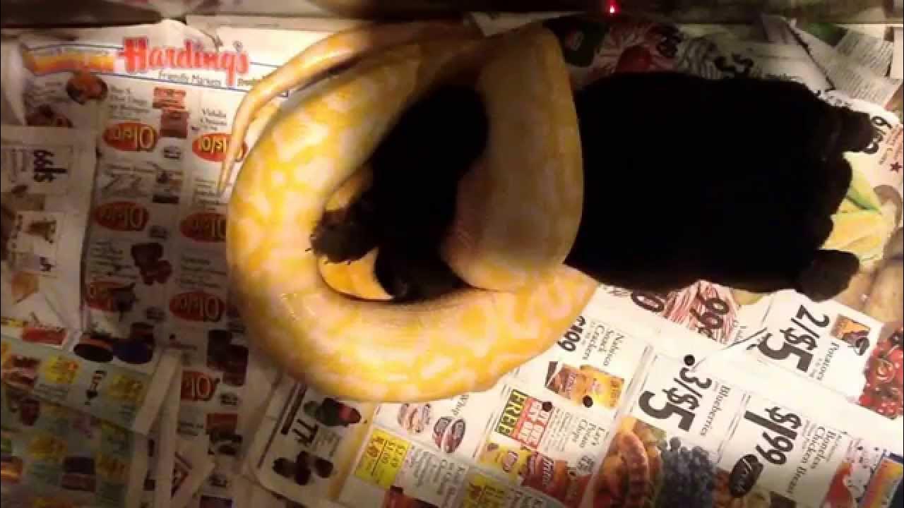 albino burmese python slams rabbit - YouTube