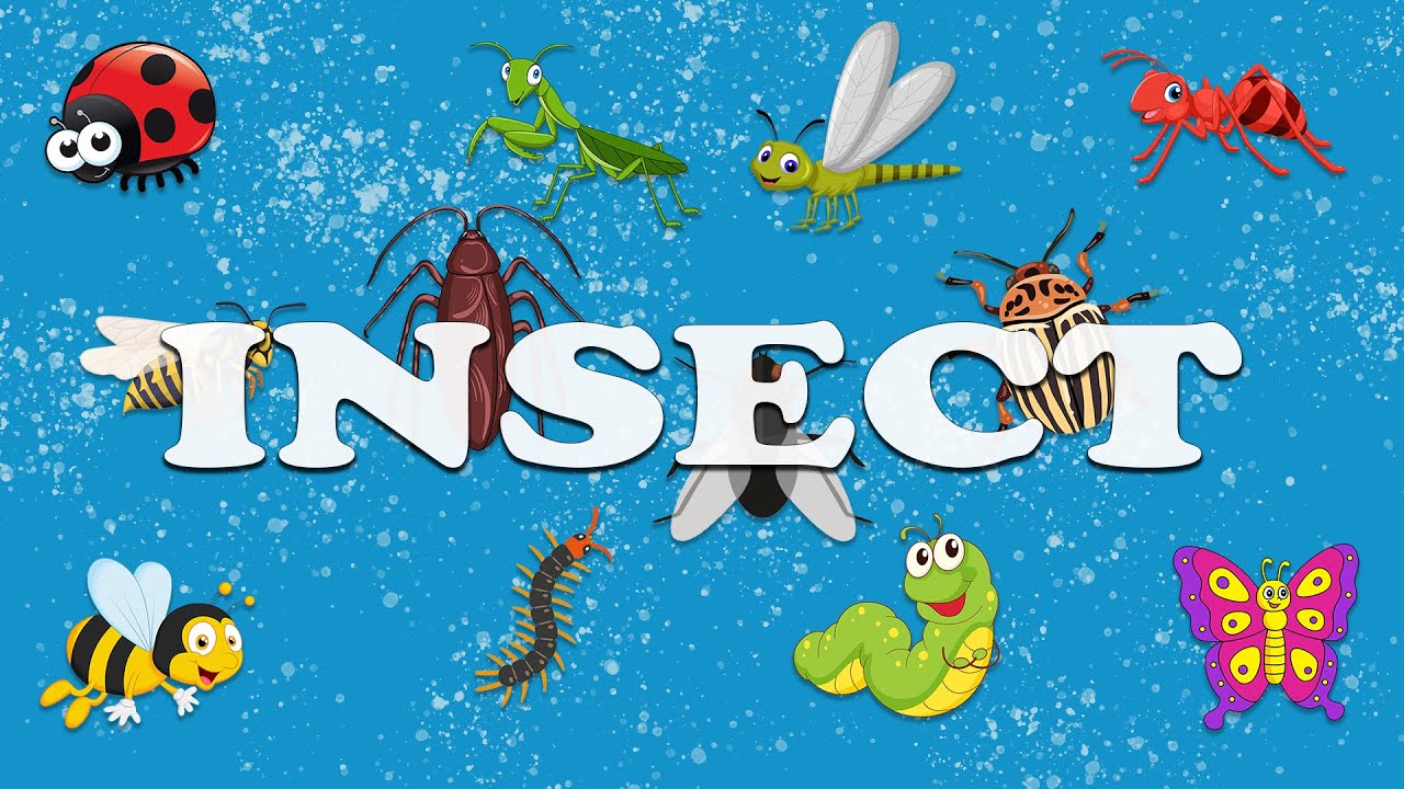 ABC Insects | ABC | Vocabulary | Words From Alphabets - YouTube