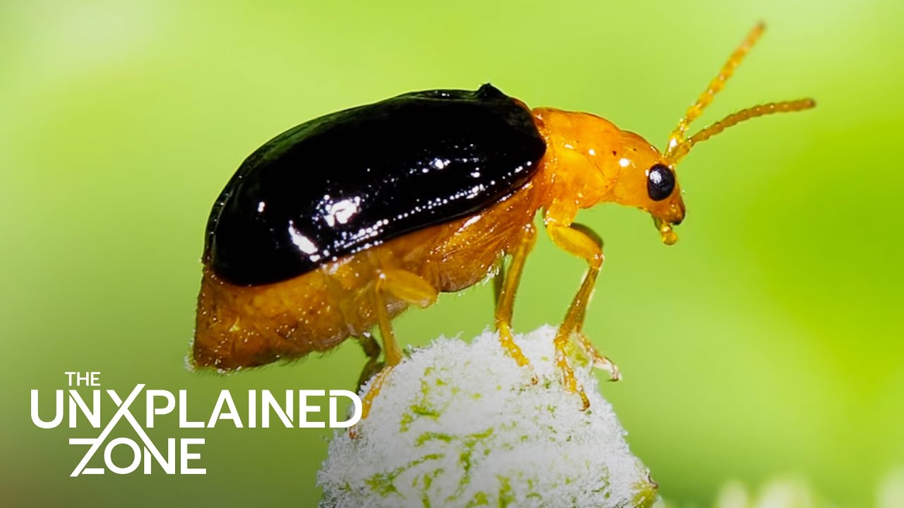 The Bombardier Beetle Mystery | Ancient Aliens | The UnXplained Zone ...