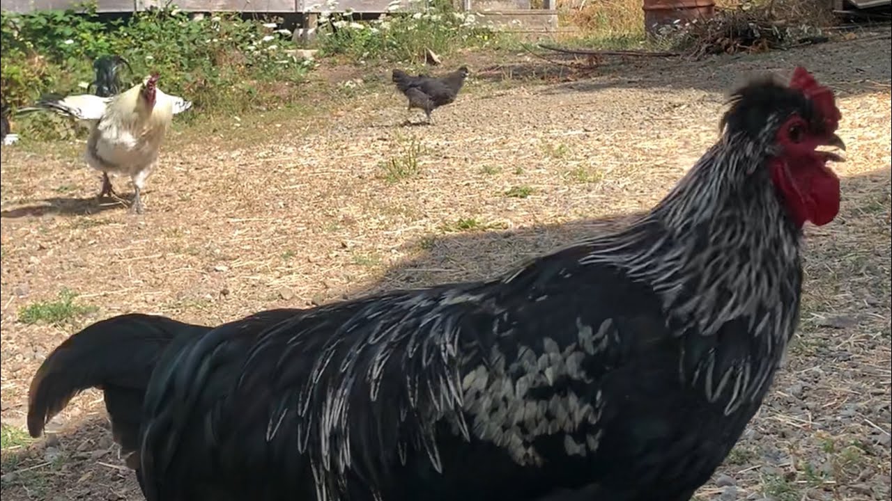 Coffee Vs Mo: When Roosters Attack - YouTube