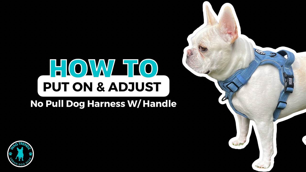 How To Put On And Adjust Dog Harness - YouTube