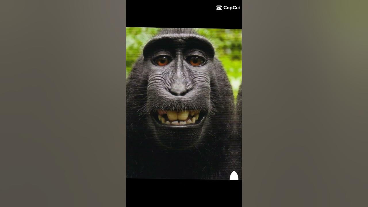 mișcă mâinile e fain - YouTube